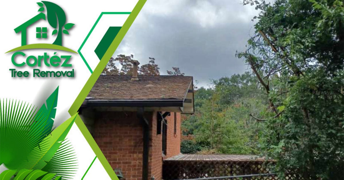 Gallery - Cortez Tree Removal