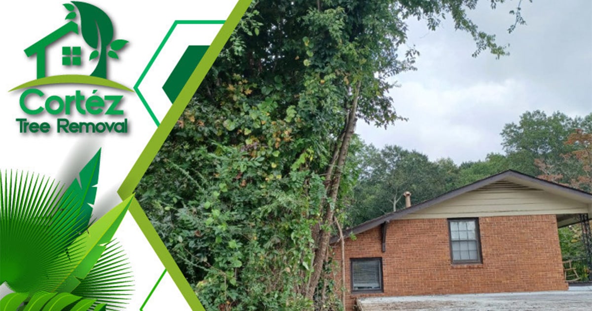 Gallery - Cortez Tree Removal