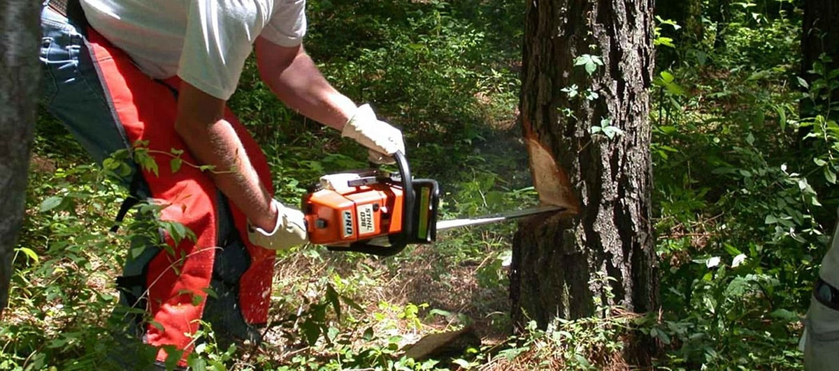 Cortez Tree Removal Does Tree Removal in Atlanta, GA 30341